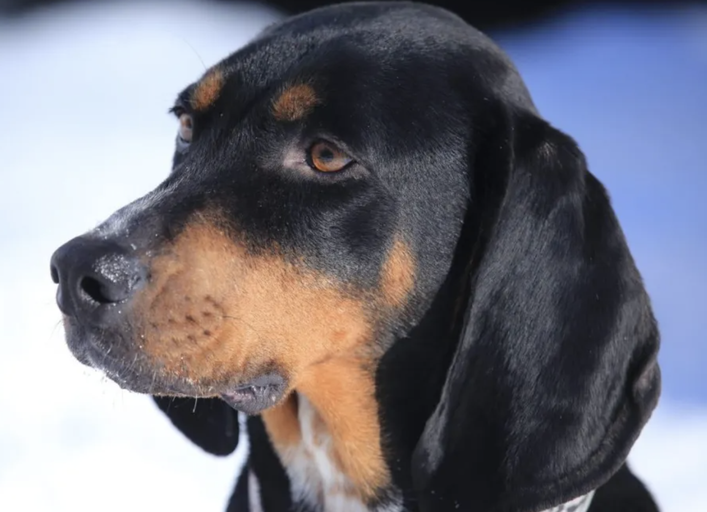 The Lost Dogs of Abbo’s Alley: Johnny, the Female Hound | Dysfunctional ...